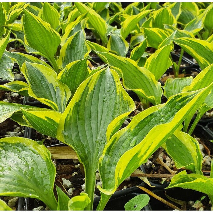Hosta 'Don Stevens'